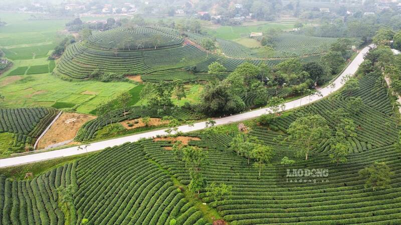 Nét đẹp thơ mộng của đồi chè Cầu Đá giữa núi rừng Thái Nguyên