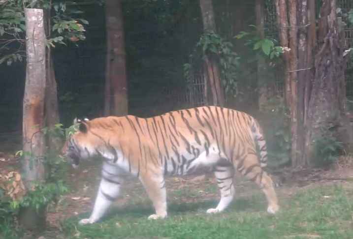 Việt Nam nỗ lực bảo vệ, khôi phục sinh cảnh và hệ thú mồi của hổ