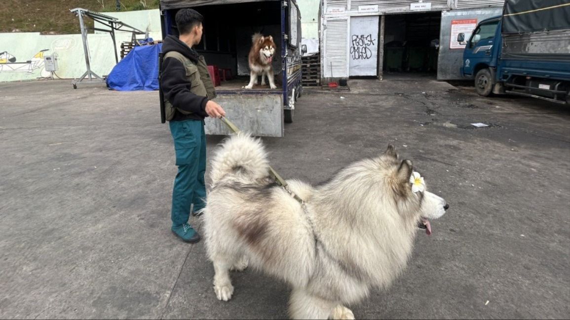 Phạt 3 thanh niên đưa chó ra chiếm gốc mai anh đào ở TP Đà Lạt
