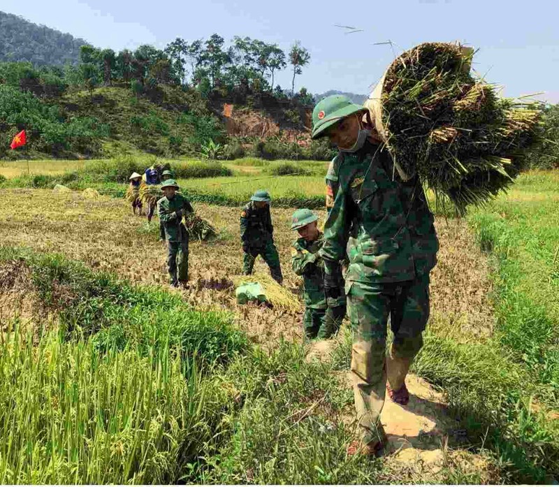 Đội nắng giúp người dân biên giới thu hoạch lúa dịp lễ | Chuyên trang ...
