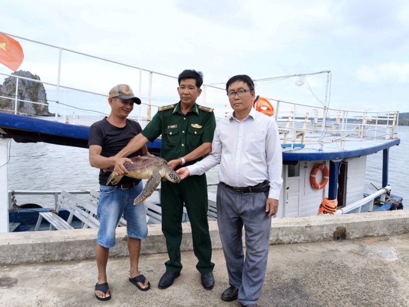 Một con rùa biển nặng hơn 90kg bò lên bãi biển Quy Nhơn đẻ trứng