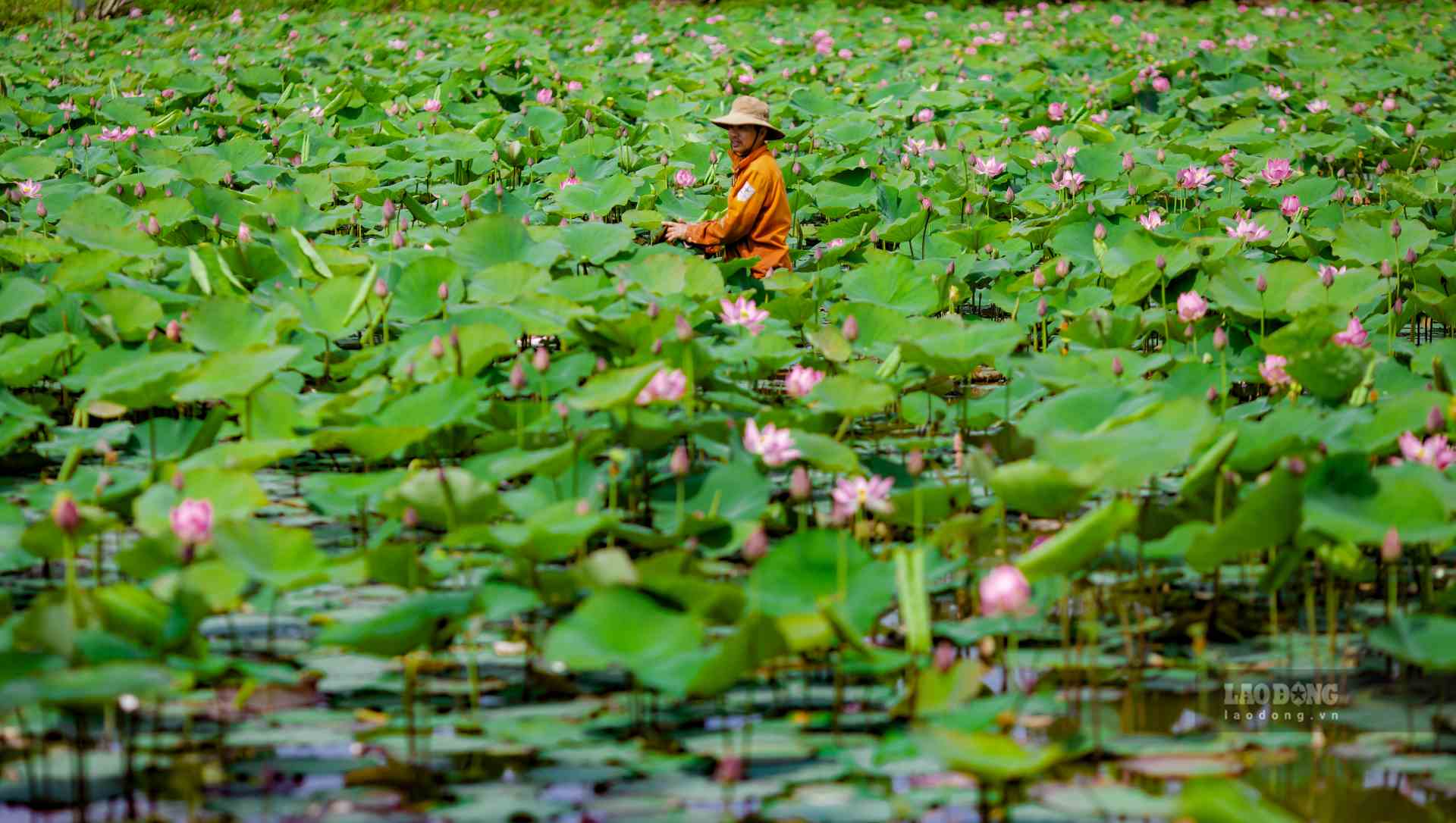 Ngắm nhìn hàng ngàn bông sen bung nở nơi làng quê La Chữ
