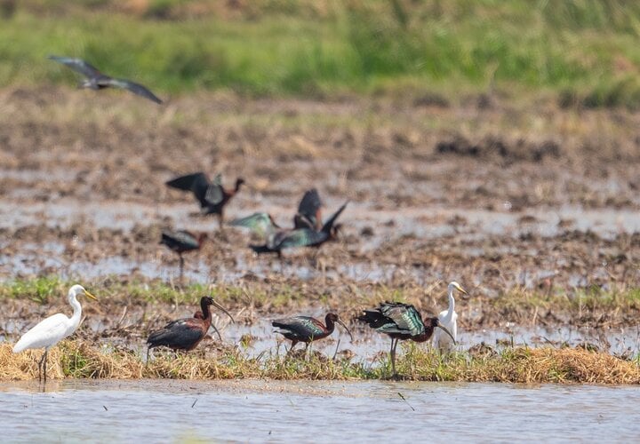 Loài chim tuyệt chủng quay trở lại Anh