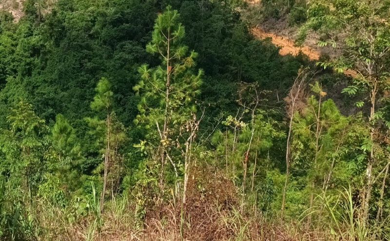 Rừng trồng không thành rừng, nhưng vướng quy định không thanh lý được