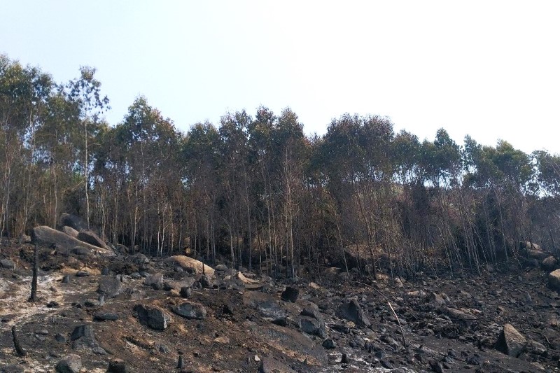 100ha keo bị thiêu rụi, dân Quảng Nam ôm tiền tỉ bỗng chốc trắng tay