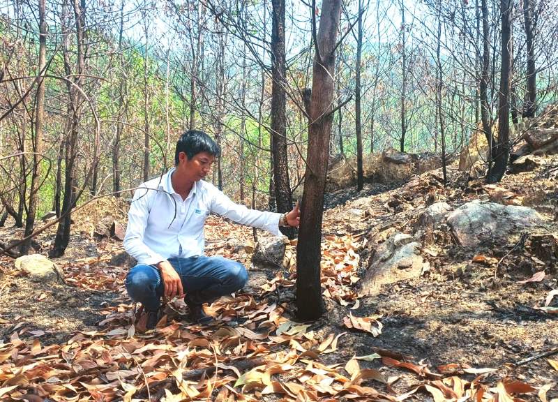 100ha keo bị thiêu rụi, dân Quảng Nam ôm tiền tỉ bỗng chốc trắng tay