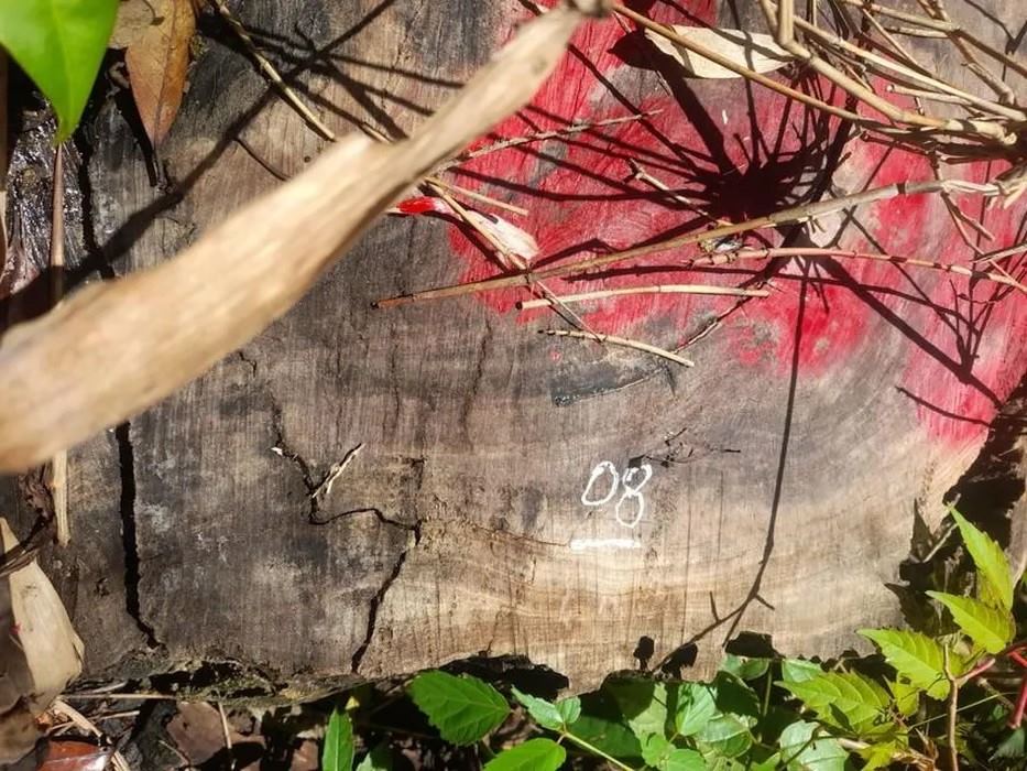 Khởi tố, điều tra vụ phá rừng nghiến nguy cấp, quý hiếm ở Quảng Nam