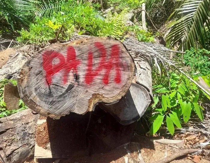 Khởi tố, điều tra vụ phá rừng nghiến nguy cấp, quý hiếm ở Quảng Nam