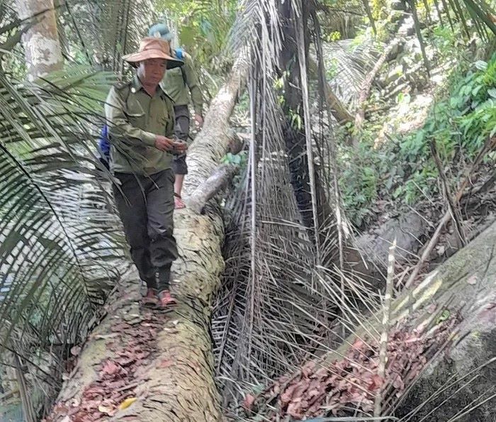 Khởi tố, điều tra vụ phá rừng nghiến nguy cấp, quý hiếm ở Quảng Nam