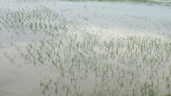 Mưa dông kéo dài, nhiều hecta lúa ĐBSCL chìm trong nước