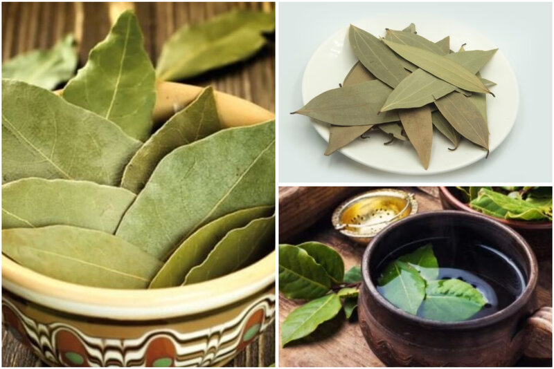 Tác dụng của lá nguyệt quế trong quá trình giảm cân