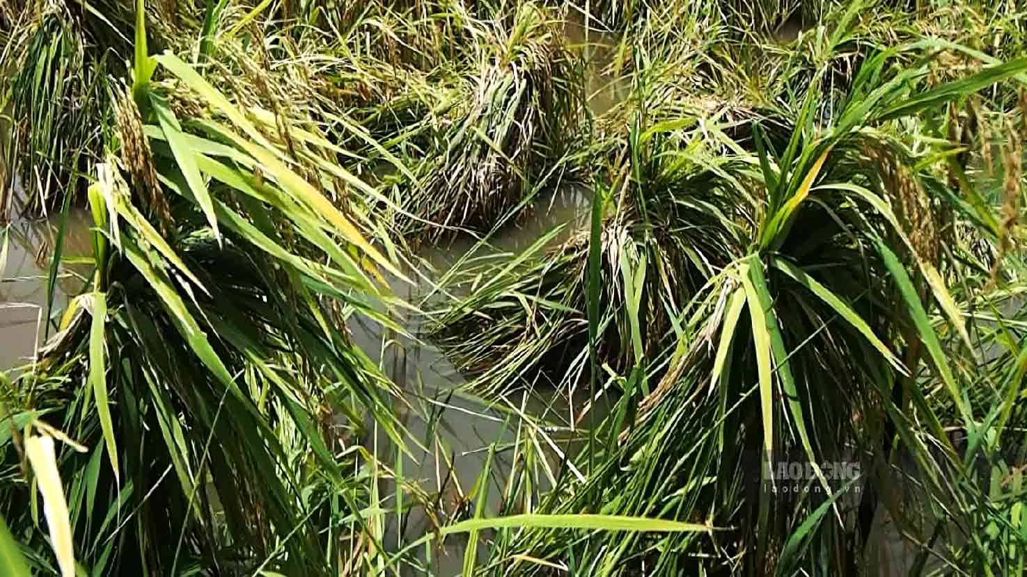 Lúa ngã rạp trên ruộng, nông dân buộc từng chùm để vớt vát