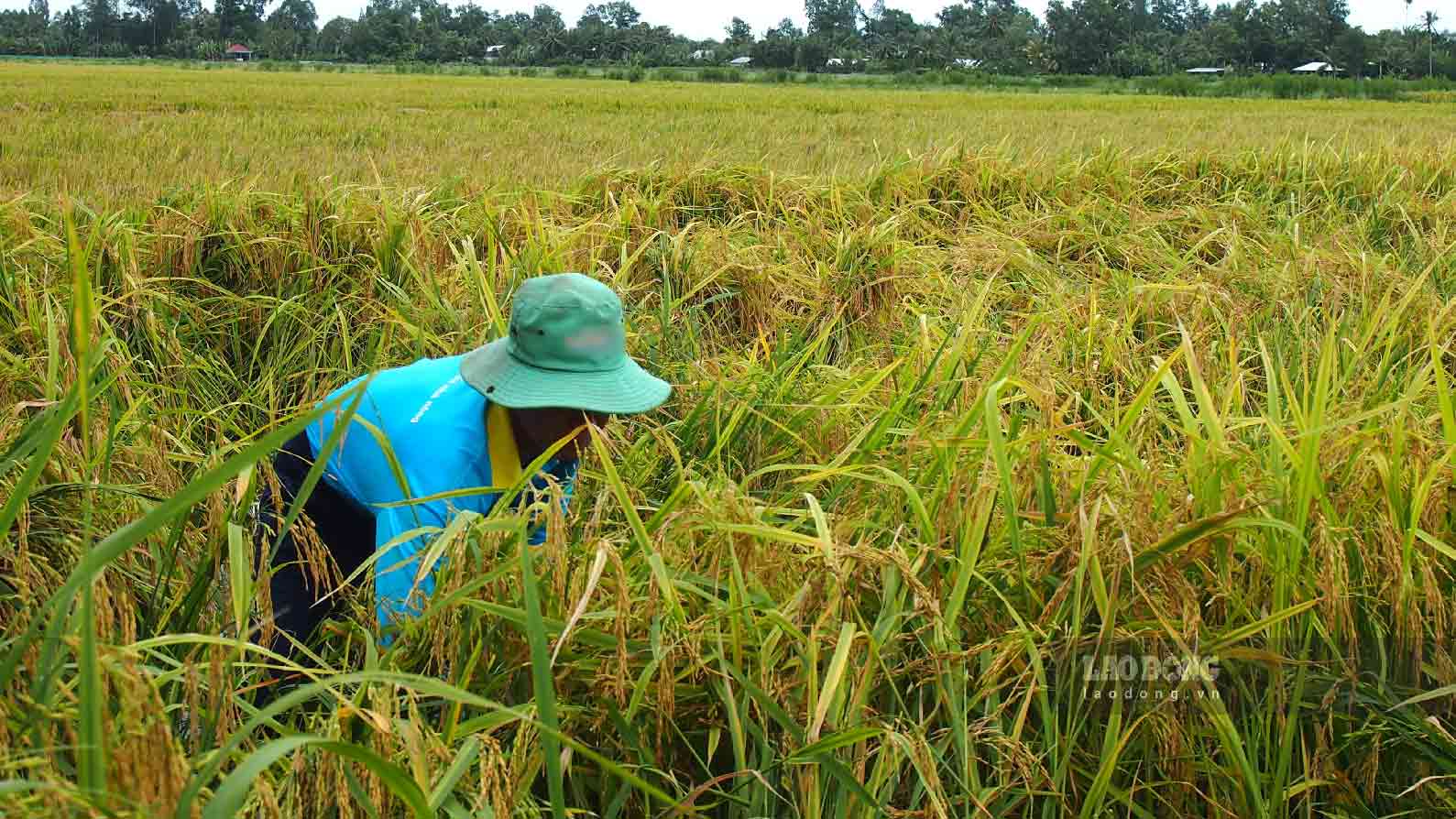 Lúa ngã rạp trên ruộng, nông dân buộc từng chùm để vớt vát