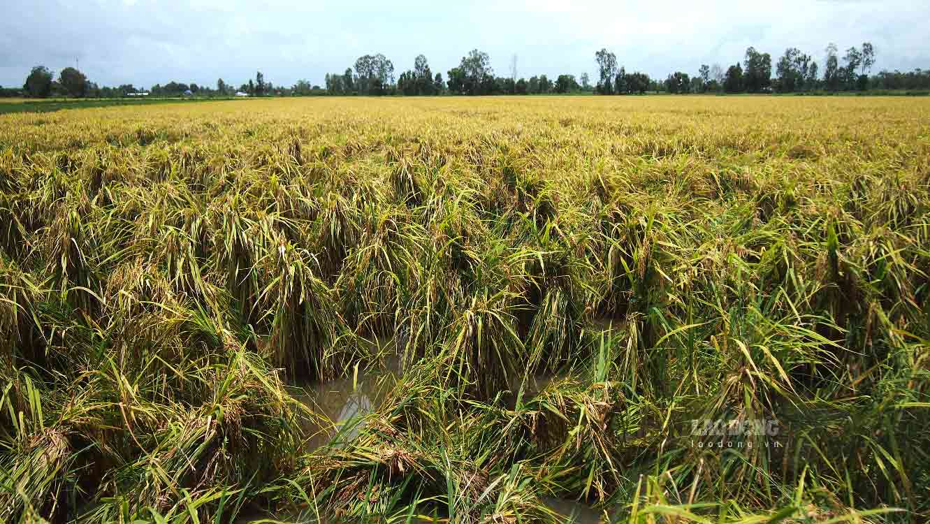 Lúa ngã rạp trên ruộng, nông dân buộc từng chùm để vớt vát