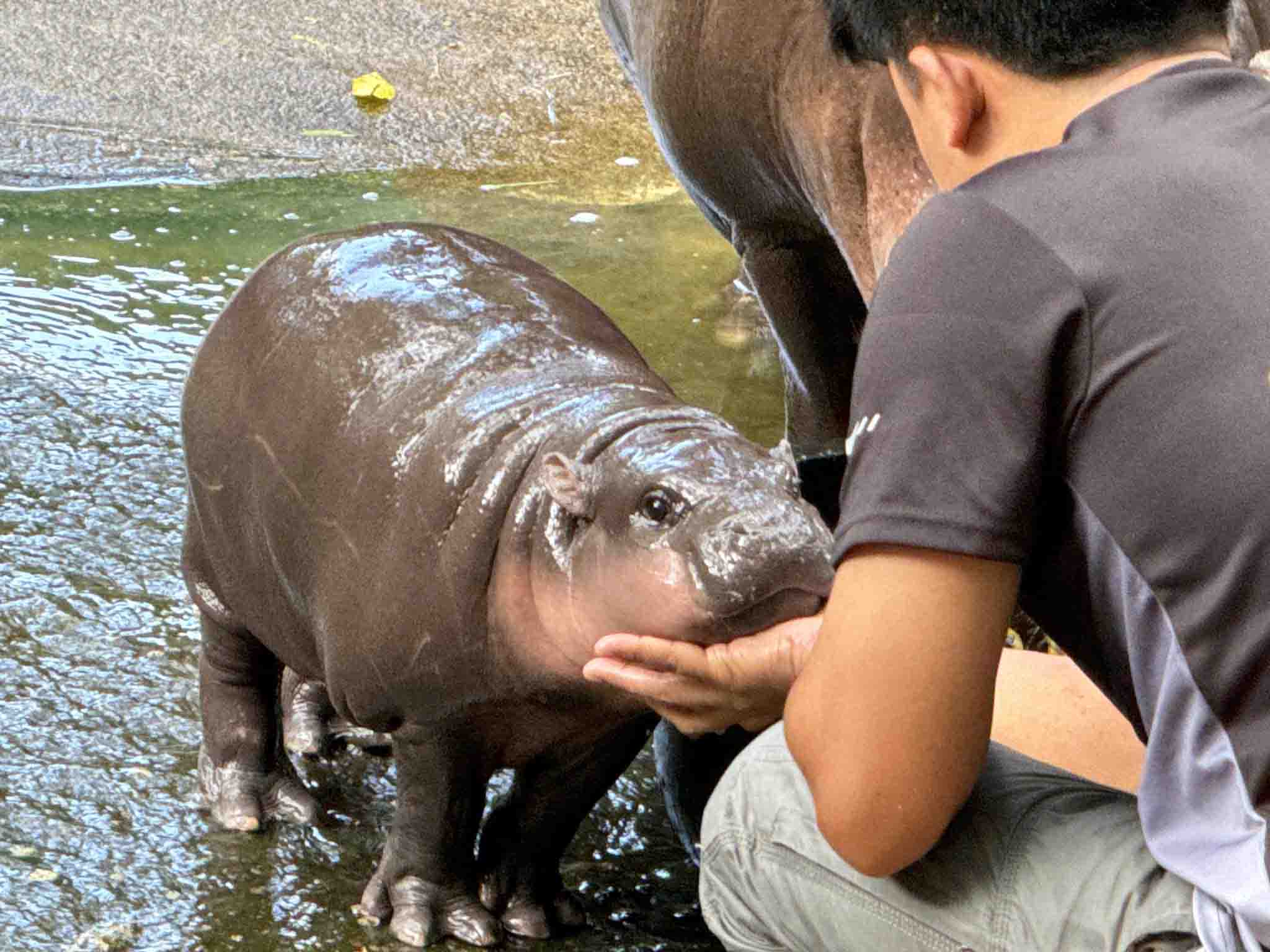 Chú hà mã lùn Moo Deng khiến người Thái Lan mê mẩn