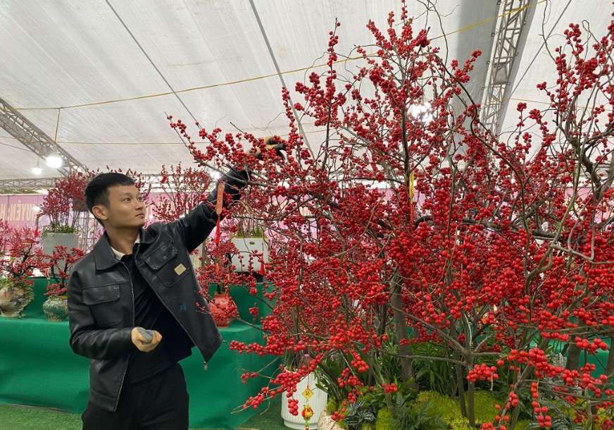 Loại hoa nhập khẩu giá hơn 100 triệu đồng hút khách chơi Tết
