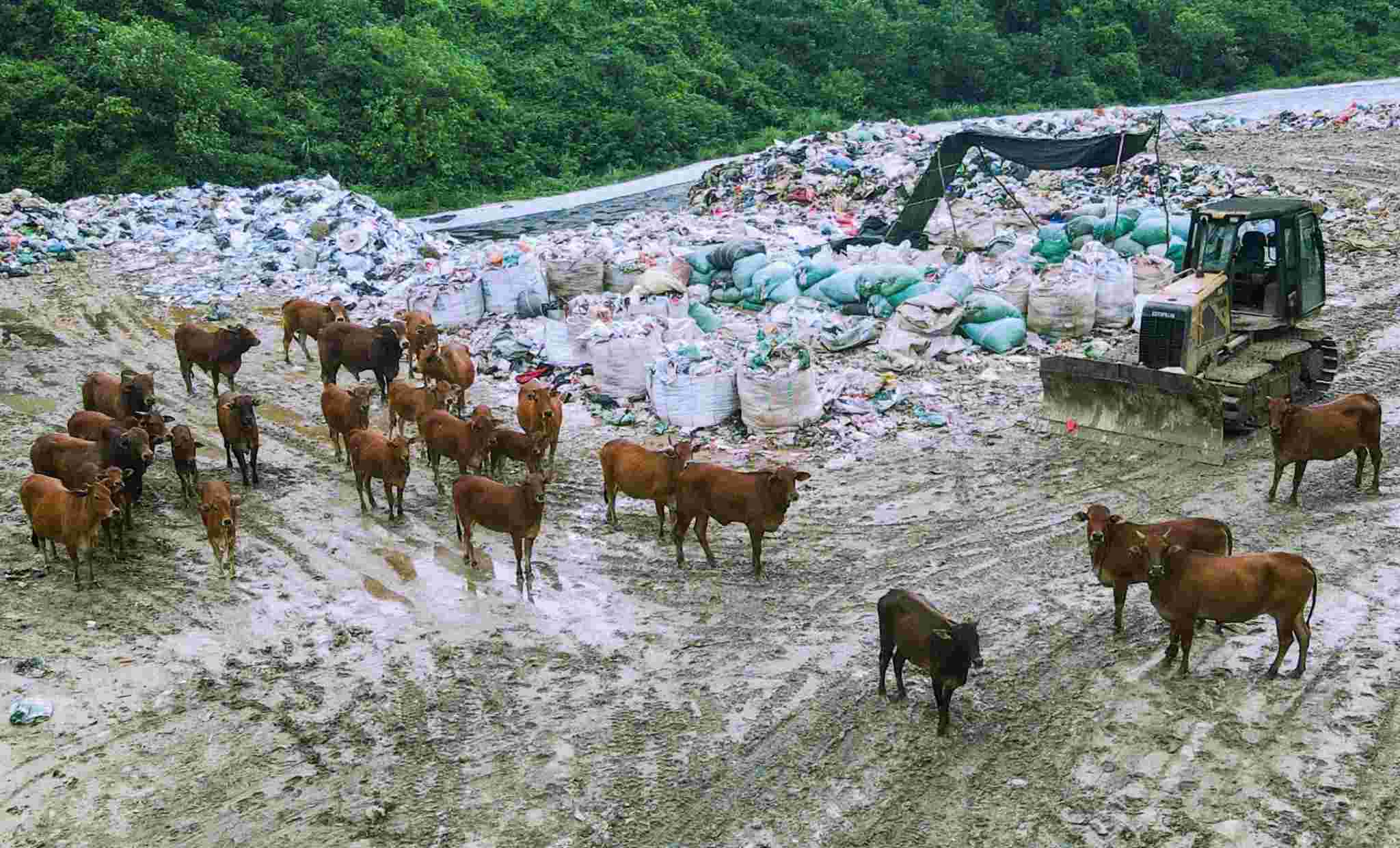 Hãi hùng cảnh tượng đàn bò được chăn thả trong bãi rác lớn nhất ở Ninh Bình
