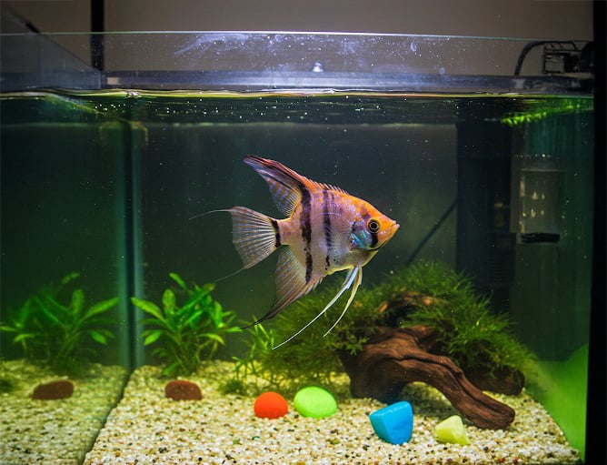 5 types of ornamental fish that are easy to raise and care for at home