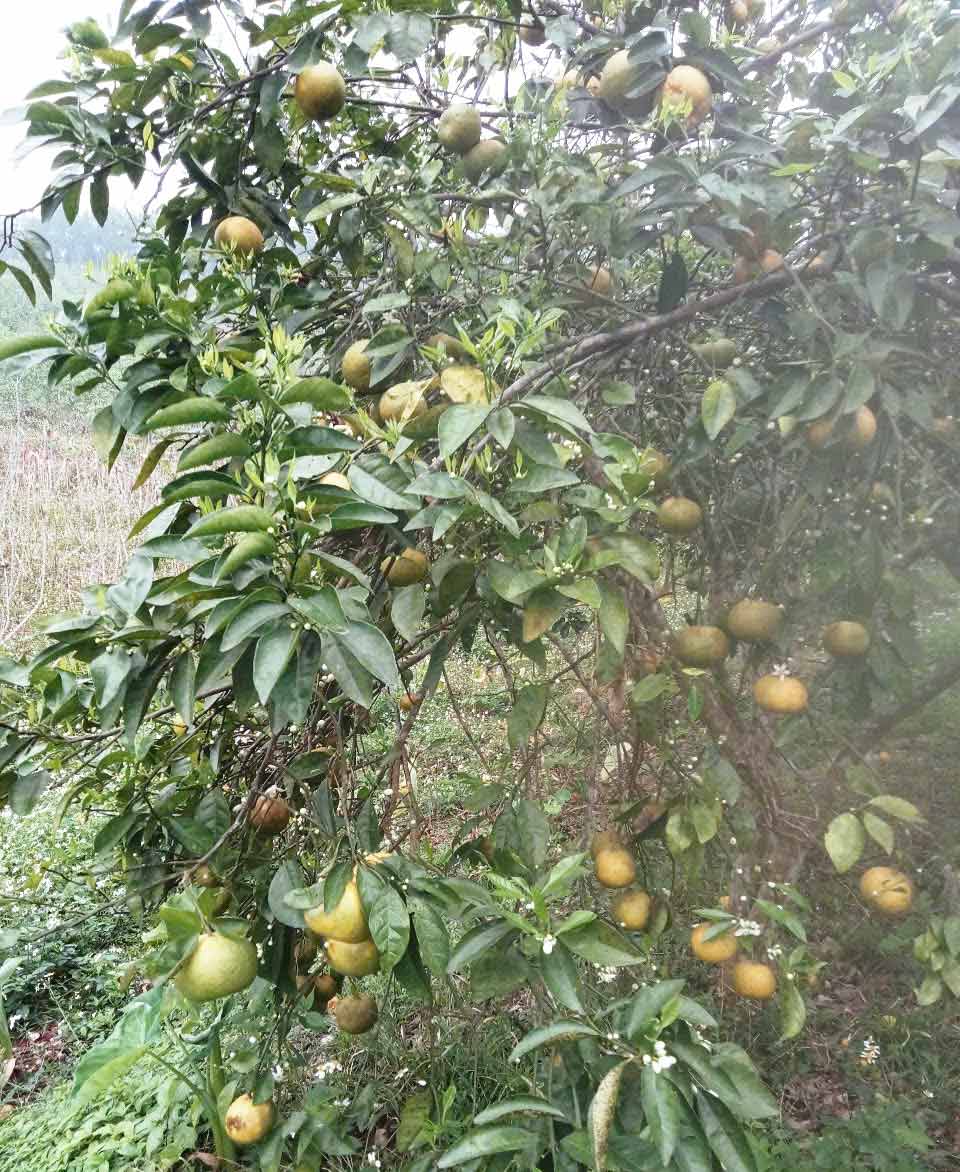 Chung tay giải cứu quýt PQ giúp nông dân Nghệ An