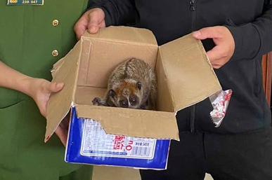 People hand over rare Cu li individual in the Red Book