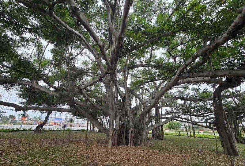The ancient strange banyan tree in Hai Duong, spreading the ball from ...