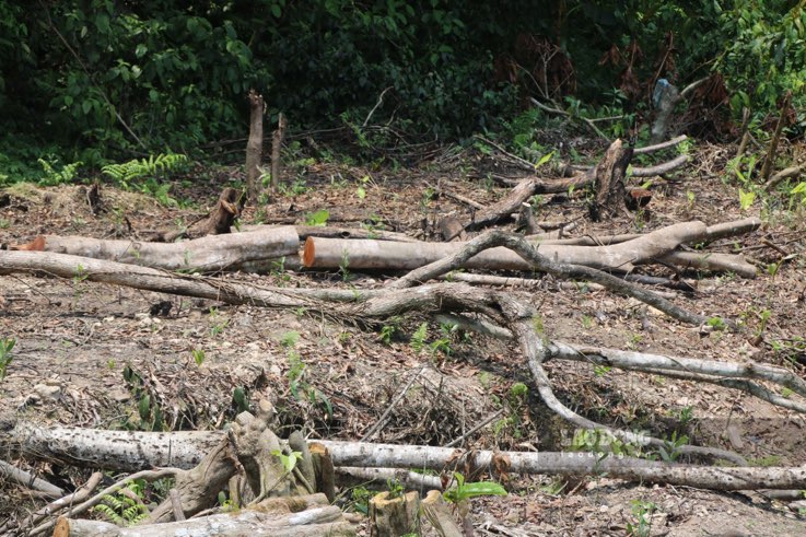 Phát hiện vụ chặt, phát rừng phòng hộ ở Thái Nguyên