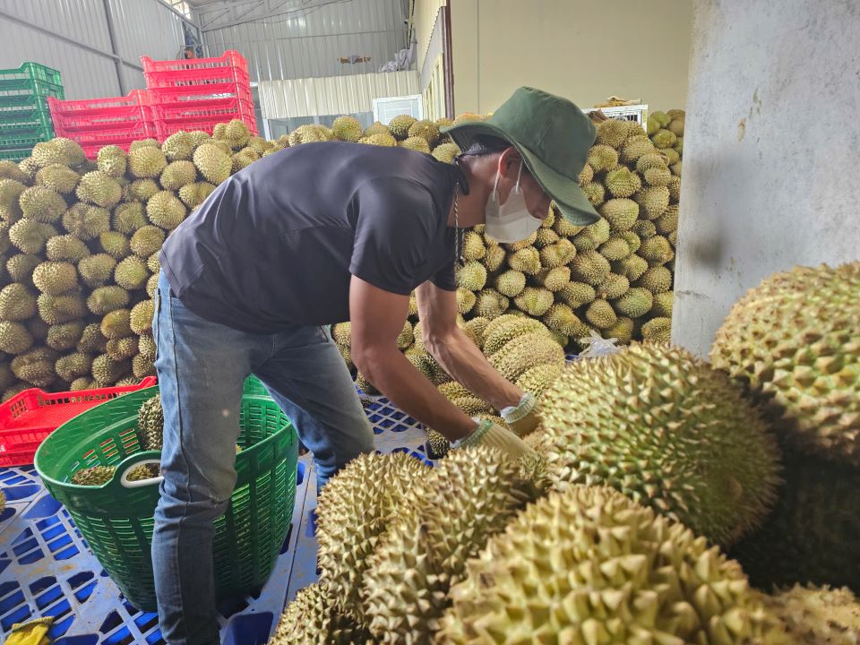 Dak Lak conducts surprise inspections of durian production and ...