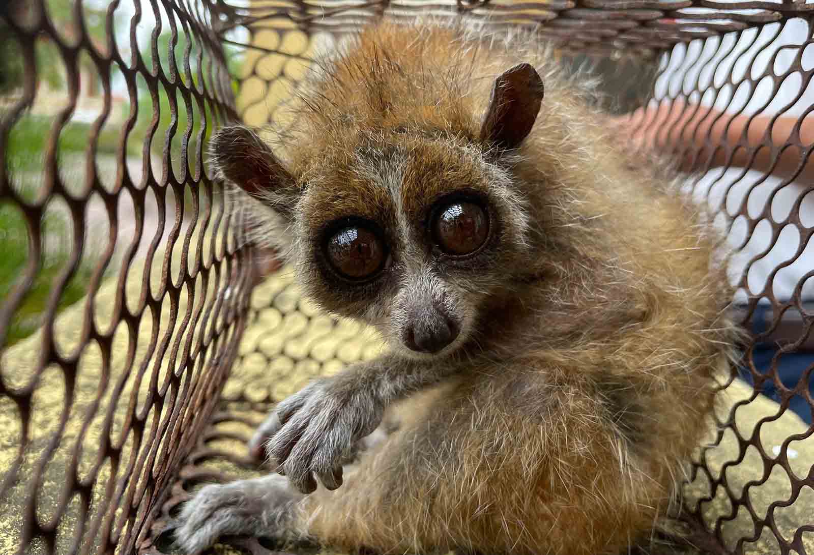 Bàn giao cá thể động vật quý hiếm để thả về tự nhiên