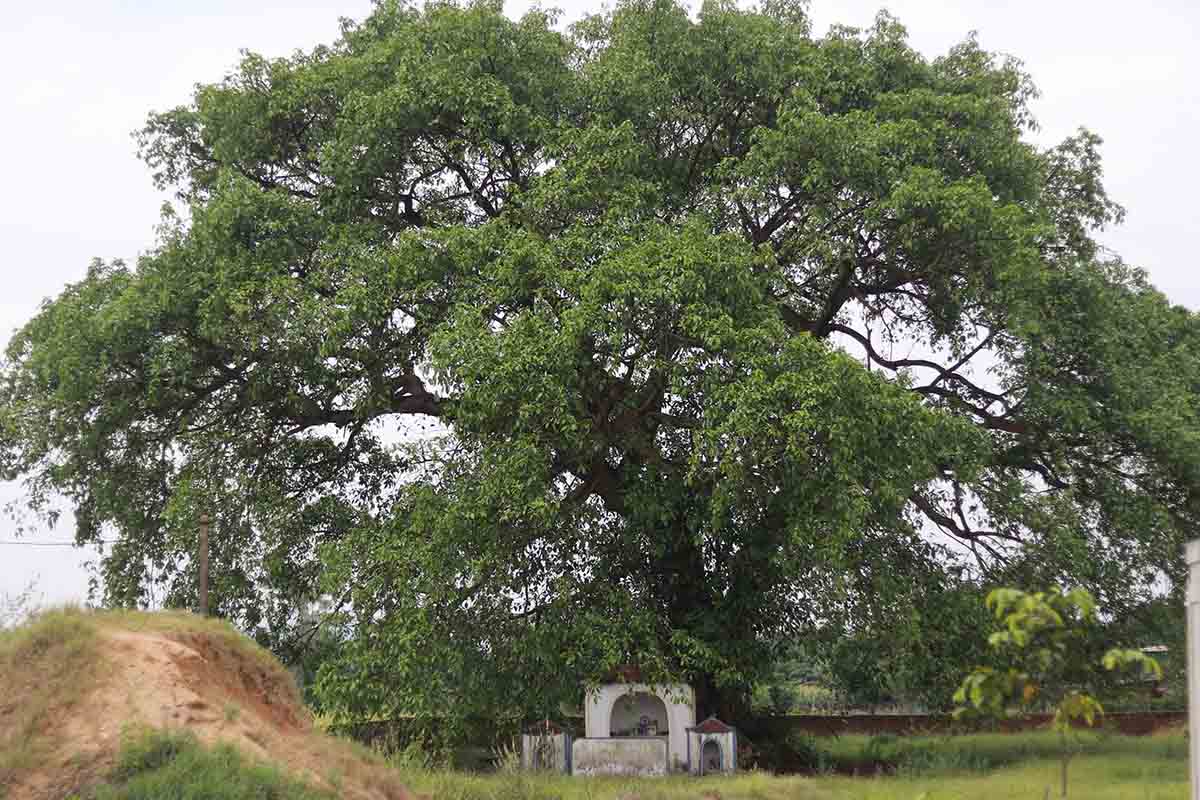 6 ancient banyan trees in Kon Ka Kinh Garden are recognized as Heritage ...