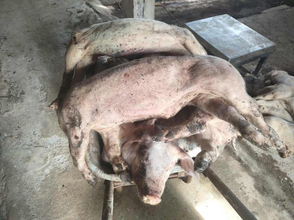 Continue to discover dead pigs in the canal in Quang Tri