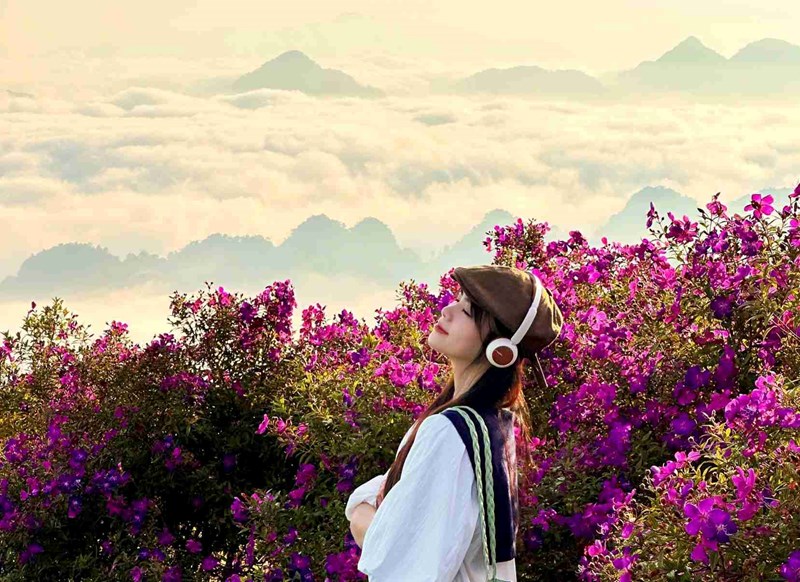 Đồi sim tím Suối Bon bung nở giữa biển mây bồng bềnh ở Sơn La