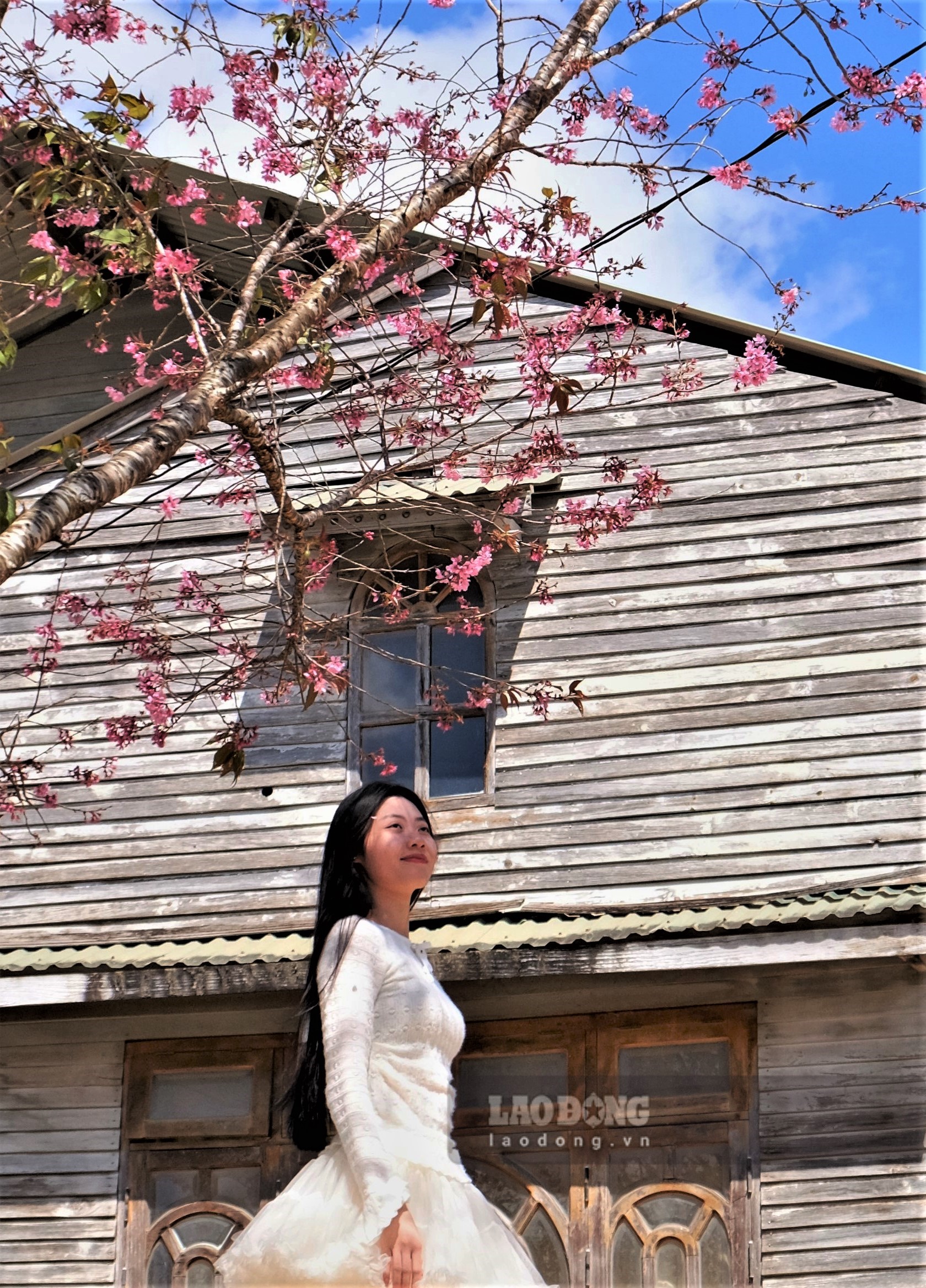 Cherry blossom viewing route near Da Lat