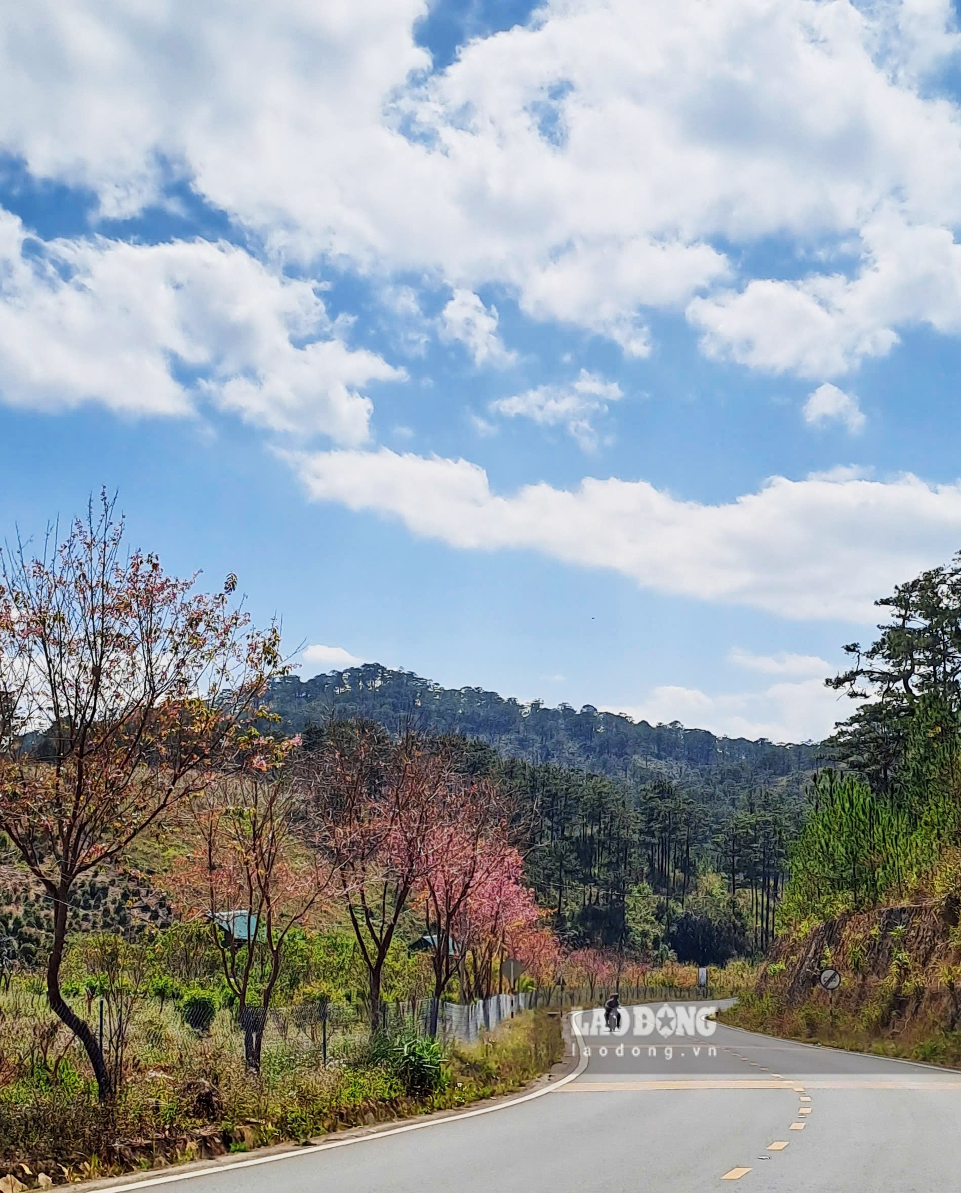 Cherry blossom viewing route near Da Lat