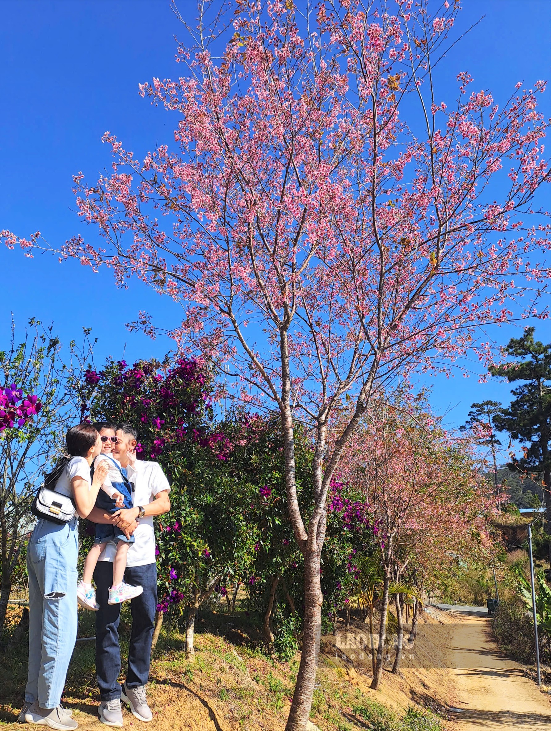 Cherry blossom viewing route near Da Lat