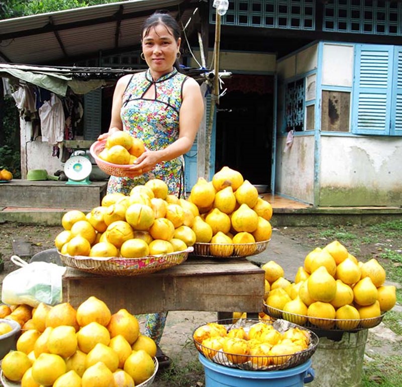 Trồng lêkima thu nhập 30 triệu đồng/tháng
